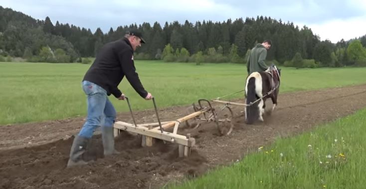 Zdaj je čas za sajenje krompirja – Kozarka